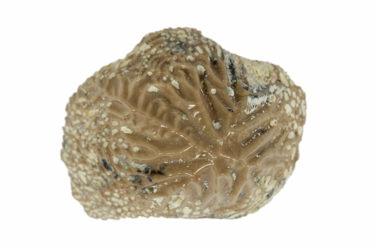 .4" Fossil Crusher Shark (Ptychodus) Tooth - Kansas (#187543) For Sale ...