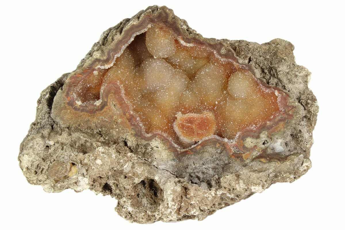4.45" Agatized Fossil Coral Geode With Sparkly Quartz - Florida ...