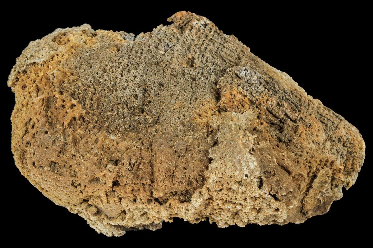 8.7" Agatized Fossil Coral Geode - Florida (#188121) For Sale ...