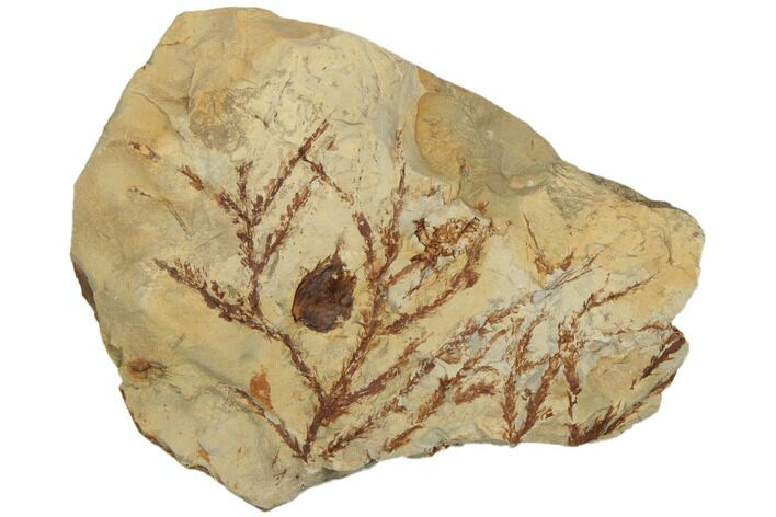 Fossil Cyprus Fronds and a Seed Pod - Montana (#188658) For Sale ...