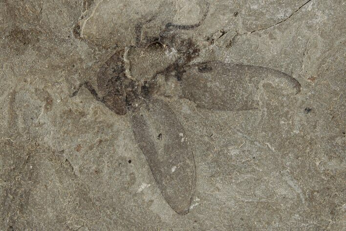 .85" Fossil Scarab Beetle (Coleoptera) - Green River Formation (#189480 ...