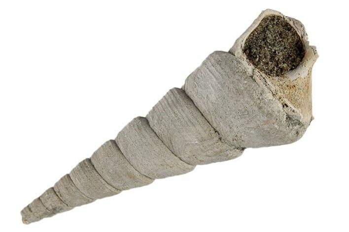 2.1" Paleocene Turritella Fossil - Maryland (#189501) For Sale ...