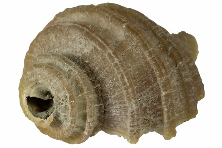 .9" Miocene Gastropod (Ecphora) Fossil - Maryland (#189573) For Sale ...