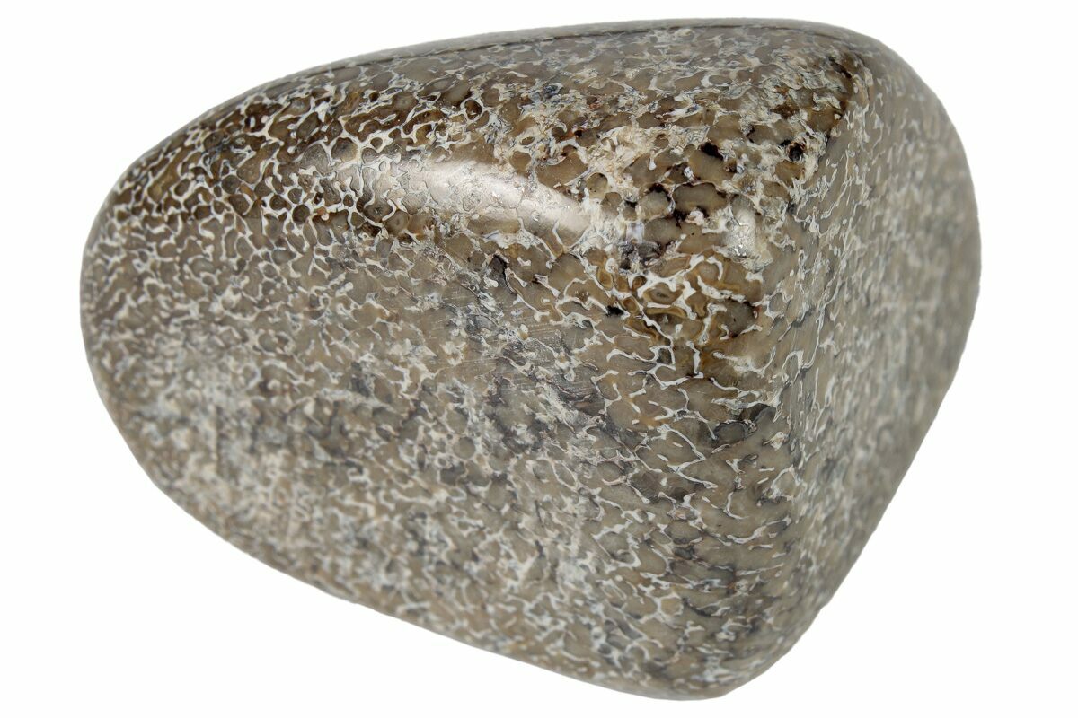 1.9" Polished Dinosaur Bone (Gembone) - Morocco (#190030) For Sale ...