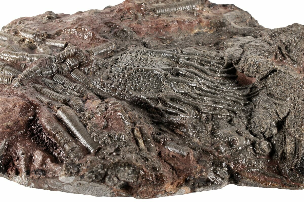 Bargain, 6.3" Silurian Fossil Crinoid (Scyphocrinites) Plate - Morocco ...
