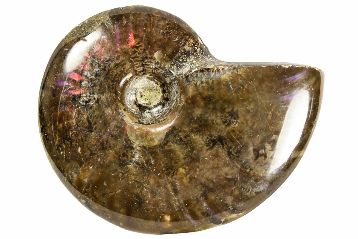 2.3" Red Flash Ammonite Fossil - Madagascar (#187293) For Sale ...