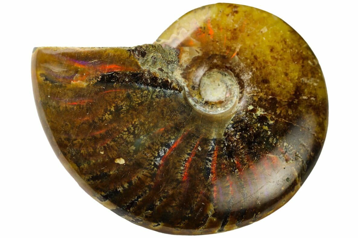 2.4" Red Flash Ammonite Fossil - Madagascar (#187289) For Sale ...