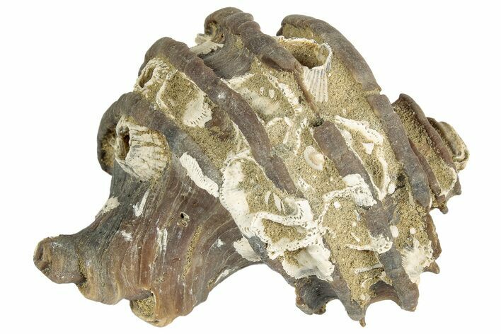 3" Miocene Gastropod (Ecphora) Fossil - Maryland (#189508) For Sale ...