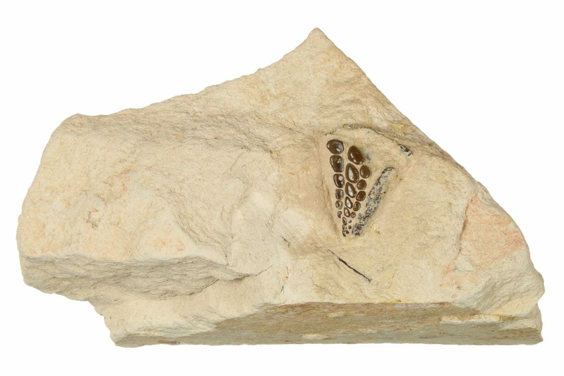 .65" Fossil Pycnodont Fish Crushing Mouth Plate - Goulmima, Morocco ...