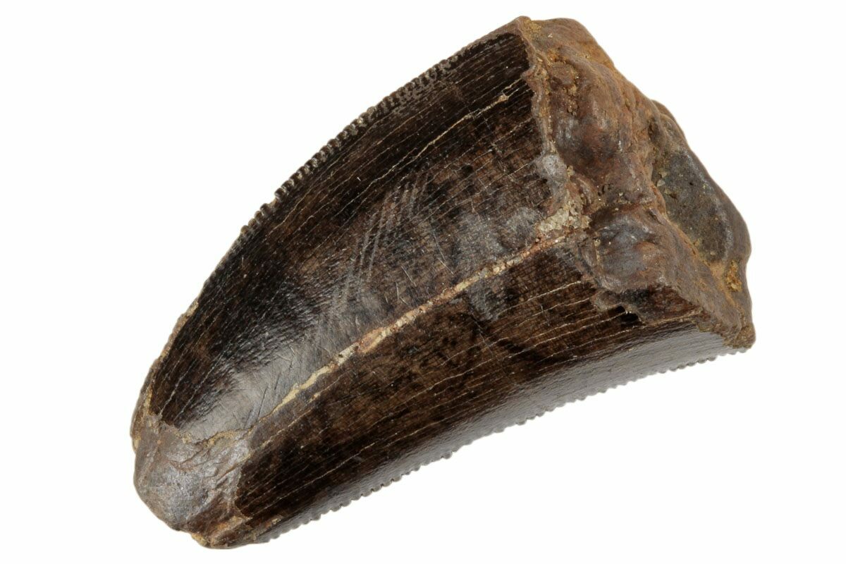 1.08" Serrated Tyrannosaur Tooth - Feeding Worn Tip (#192607) For Sale ...