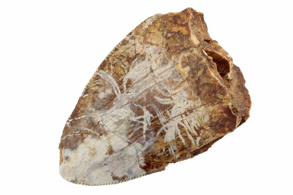 Serrated, 1.1" Fossil Phytosaur (Redondasaurus) Tooth - New Mexico ...