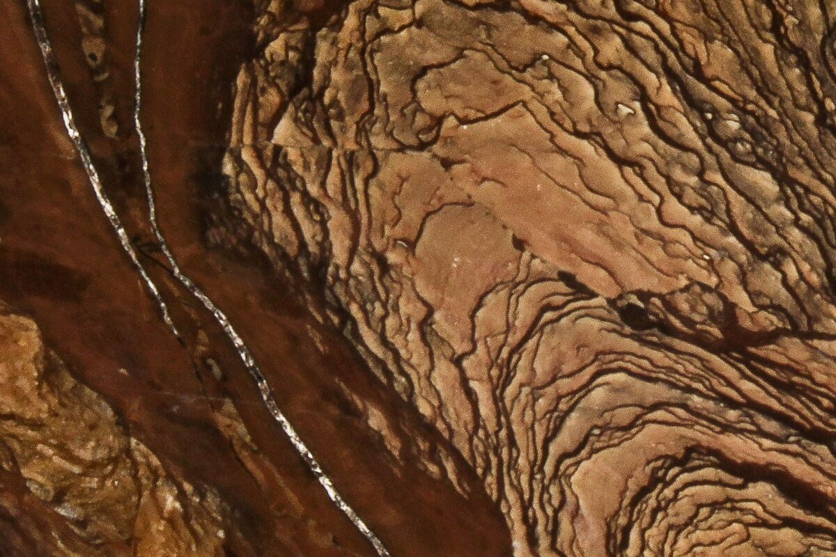 5.7" Polished Biggs Jasper Slab - Oregon (#193153) For Sale - FossilEra.com