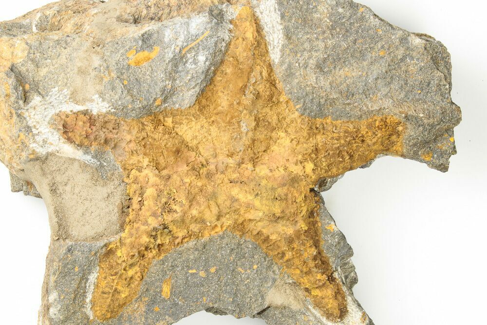 Bargain, 3.5" Ordovician Starfish (Petraster?) Fossil - Morocco ...