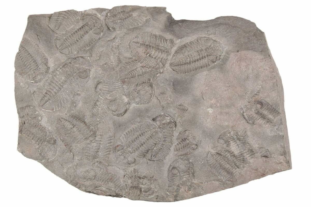 4.9" Ordovician Trilobite Mortality Plate - Trilobites On Both Sides ...