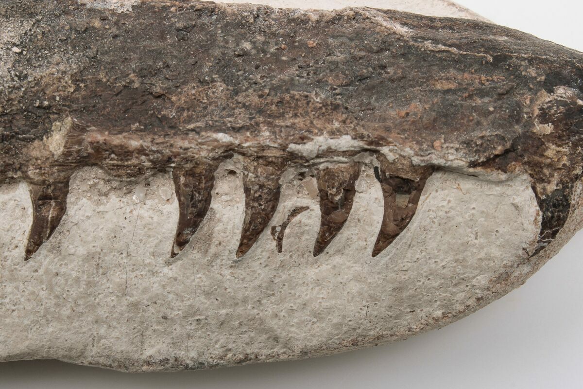 5.7" Fossil Mosasaur (Tethysaurus) Jaw Section - Asfla, Morocco ...