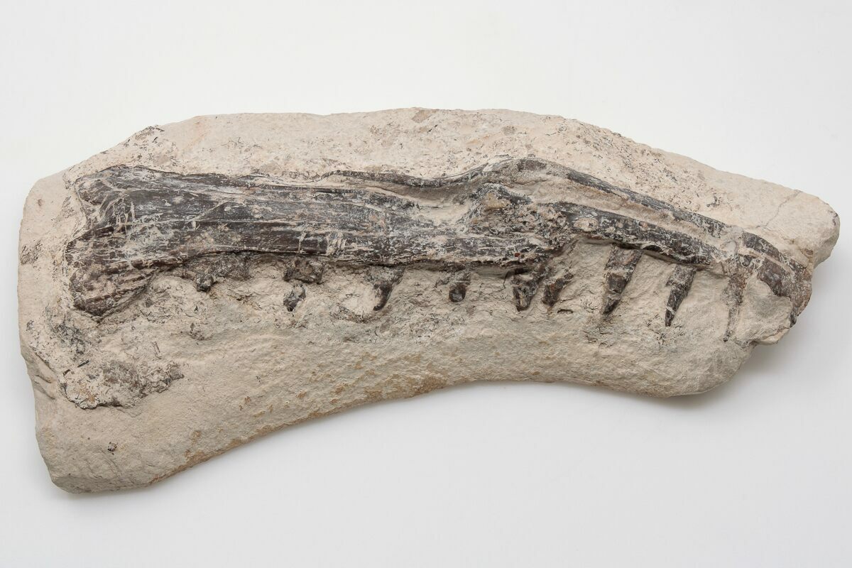 5.8" Fossil Mosasaur (Tethysaurus) Jaw Section - Asfla, Morocco ...