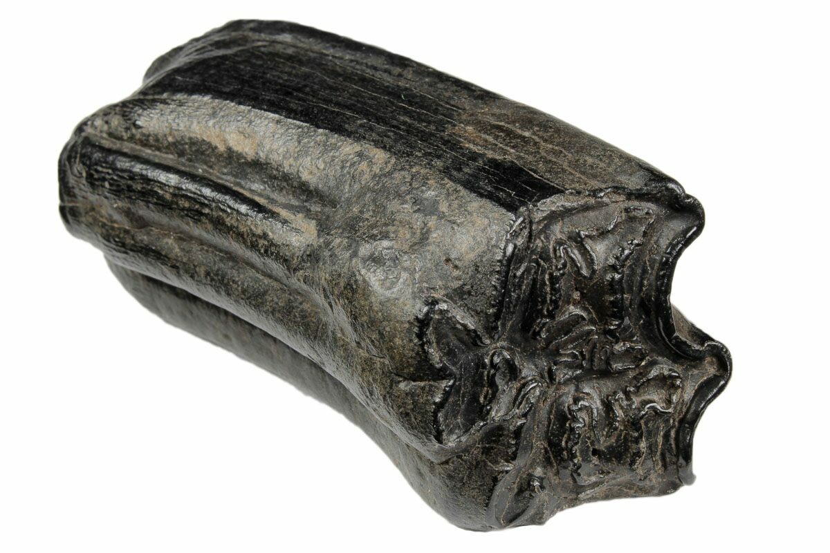 2.5" Pleistocene Aged Fossil Horse Tooth - South Carolina (#197072) For ...