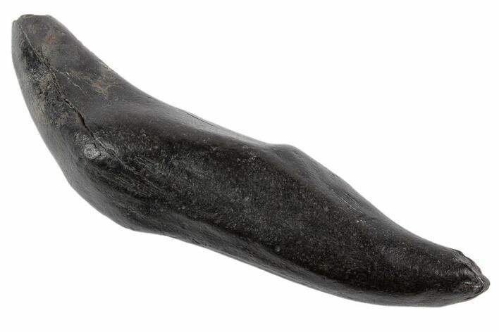 Huge, 6.3" Fossil Sperm Whale (Scaldicetus) Tooth - South Carolina ...