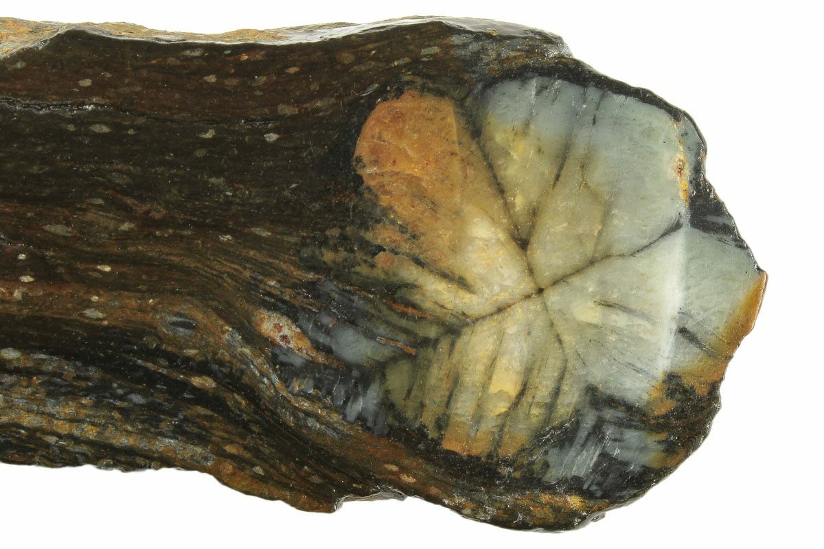 3" Polished Stone Slab With Chiastolite Cross - Spain (#195368) For ...