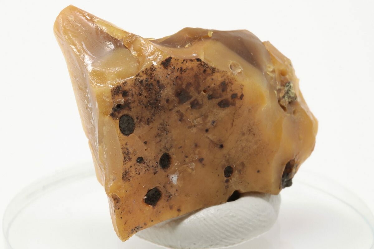 1" Kansas Amber (Jelinite) Specimen - George Jelinek Collection ...