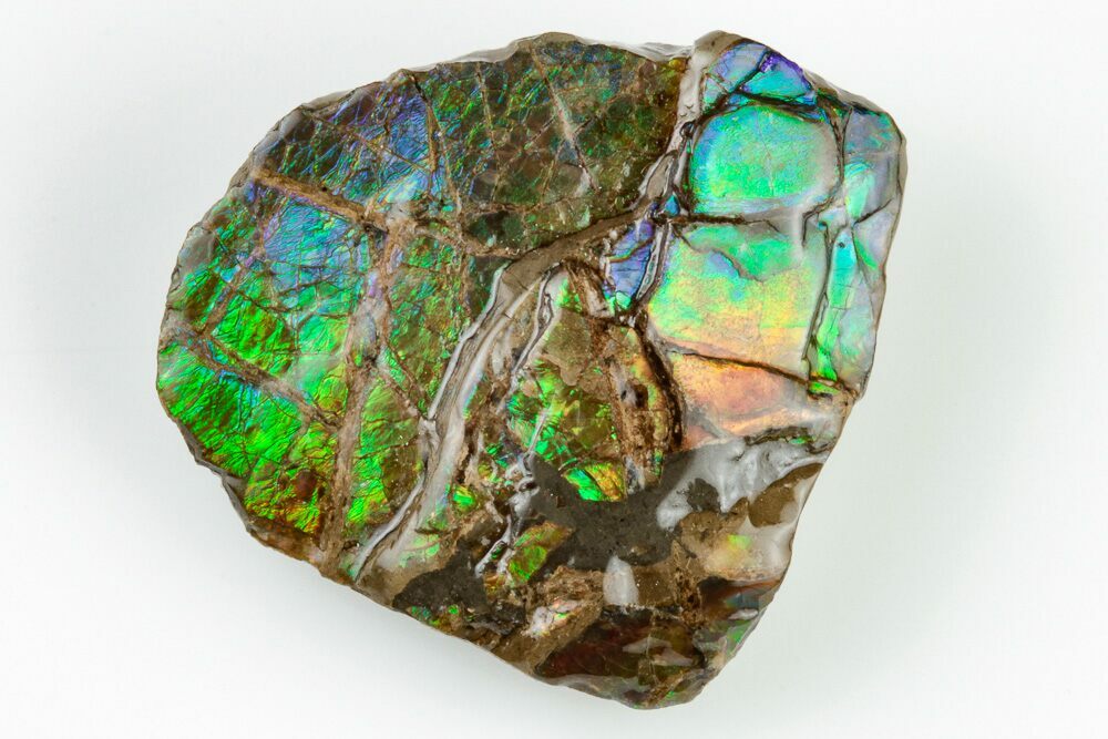 1.3" Iridescent Ammolite (Fossil Ammonite Shell) - Alberta, Canada ...