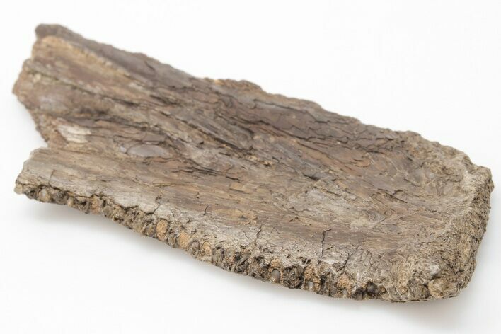 3.7" Fossil Fish (Gillicus) Jaw Section - Kansas (#197688) For Sale ...