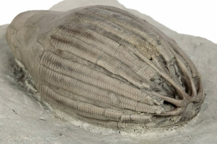 2" Fossil Crinoid (Eucalyptocrinus) Crown - Waldron Shale, Indiana ...