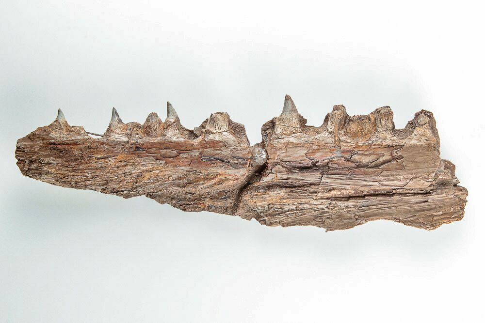 5" Fossil Fish (Cimolichthys) Jaw Section - Kansas (#197639) For Sale ...