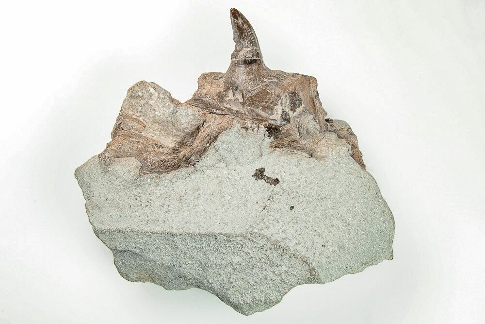 Fossil Mosasaur (Platecarpus) Tooth in Jaw Section - Kansas (#197693 ...