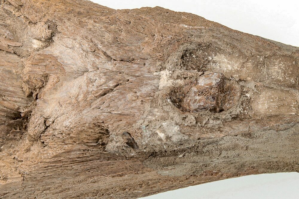 3.4" Cretaceous Swordfish (Protosphyraena) Rostrum - Kansas (#197698 ...