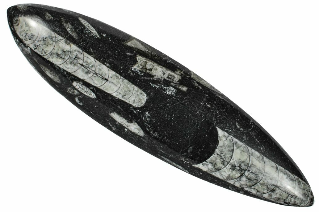 9.2" Polished Fossil Orthoceras (Cephalopod) - Morocco (#182055) For Sale - FossilEra.com