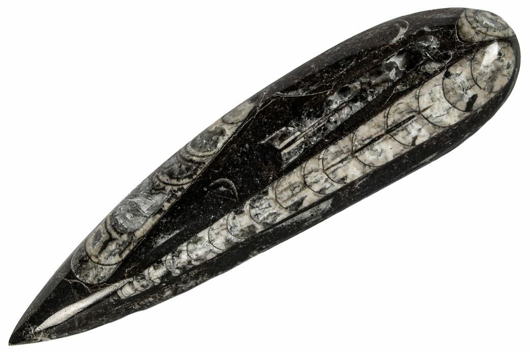 7.4" Polished Fossil Orthoceras (Cephalopod) - Morocco (#182023) For Sale - FossilEra.com
