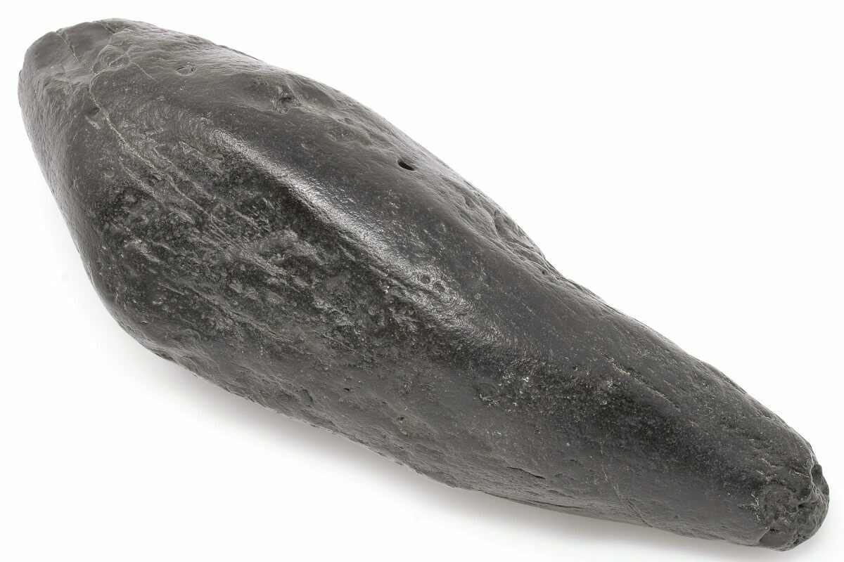 Huge, 6.8" Fossil Sperm Whale (Scaldicetus) Tooth - South Carolina ...