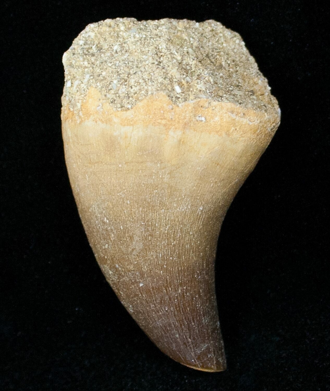1.2" Mosasaur (Halisaurus Arambourgi) Tooth (#12447) For Sale ...