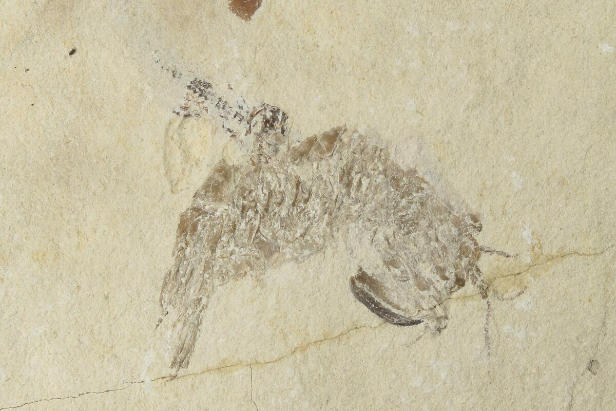 1" Fossil Mantis Shrimp (Pseudosculda) - Hakel, Lebanon (#200643) For ...