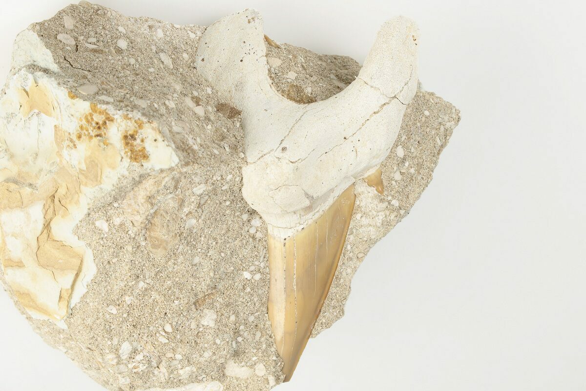 3.35" Otodus Shark Tooth Fossil in Rock - Huge Tooth! (#201147) For ...