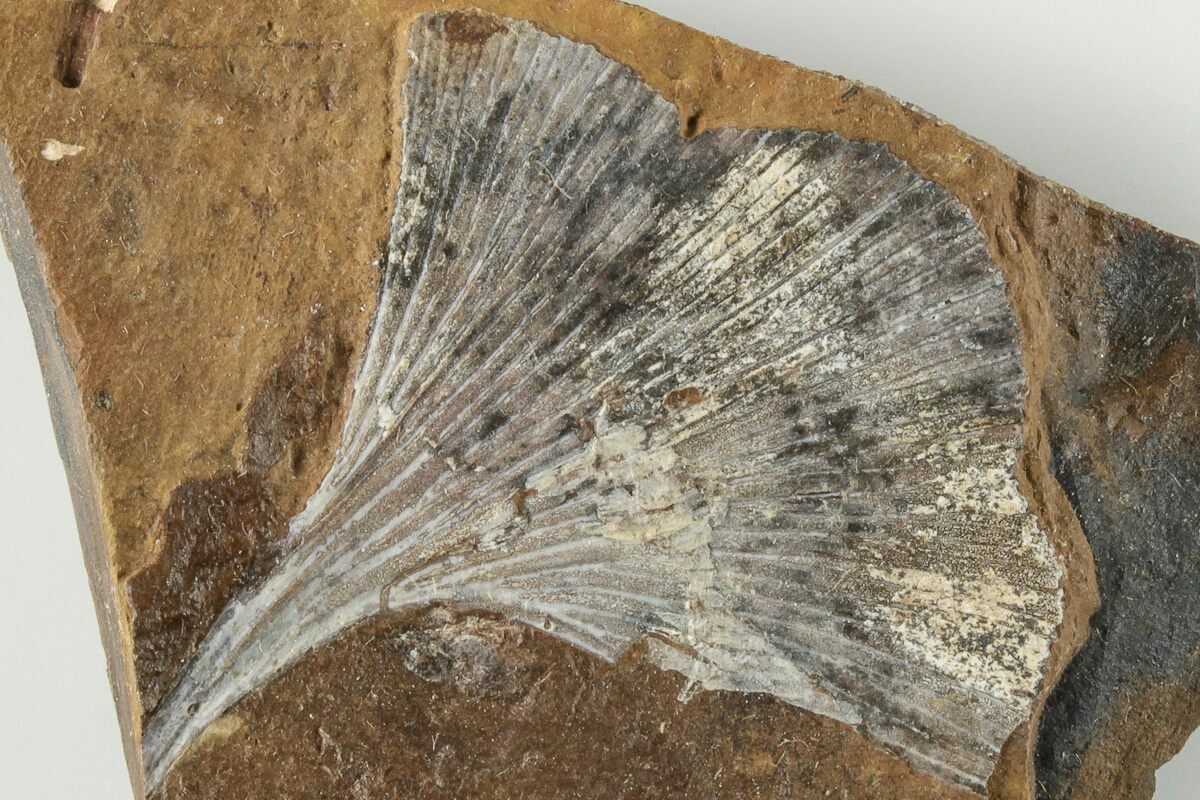 1.6" Fossil Ginkgo Leaf From North Dakota - Paleocene (#201206) For ...