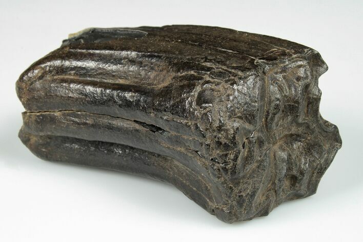 2.5" Pleistocene Aged Fossil Horse Tooth - South Carolina (#202468) For ...