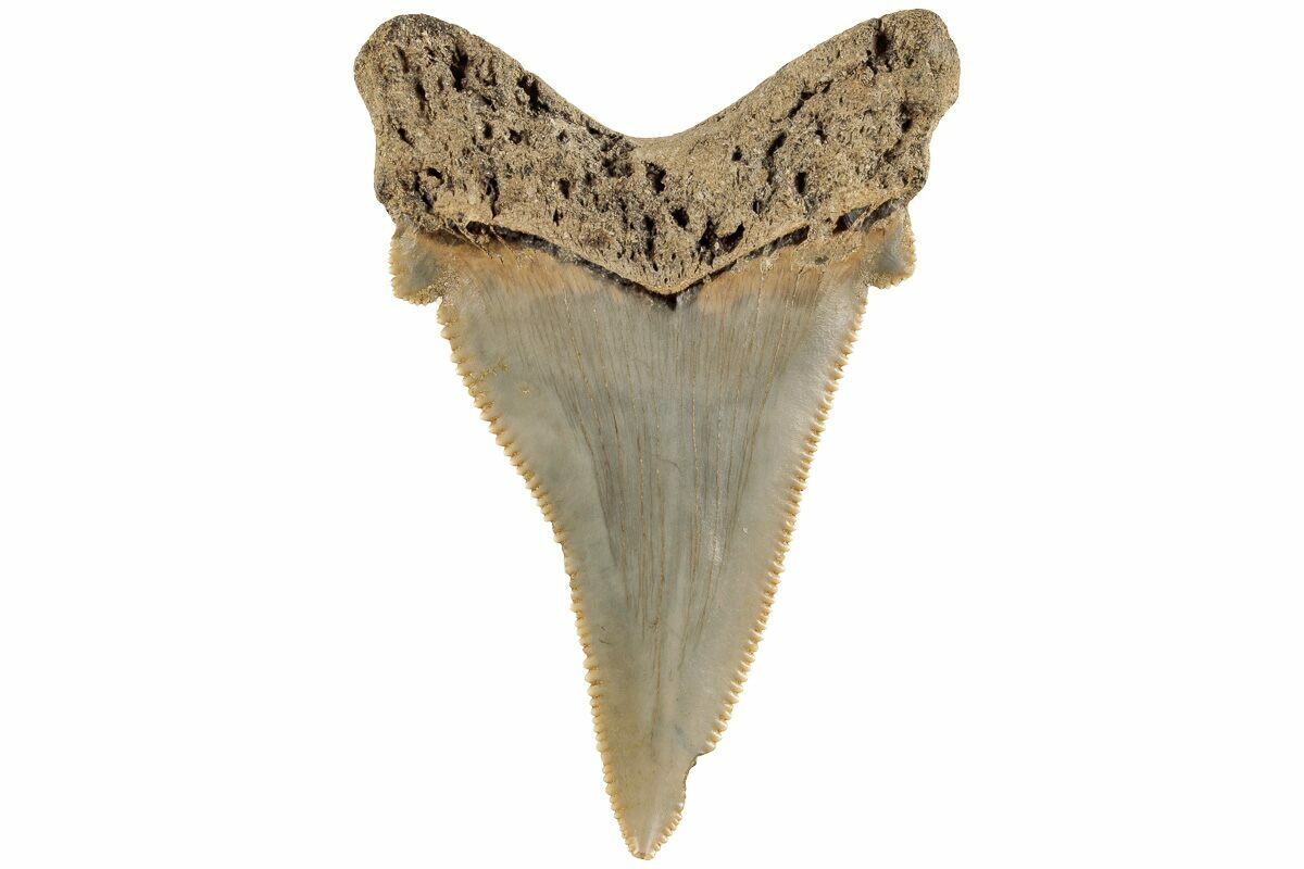 2.35" Serrated Angustidens Tooth - Megalodon Ancestor (#202396) For ...