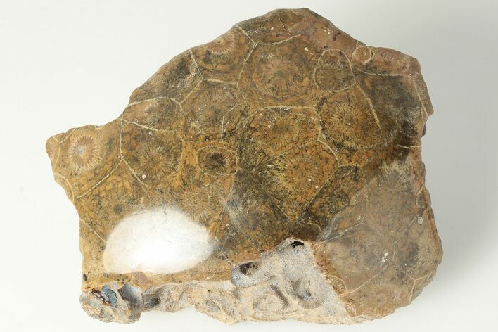 3.65" Polished Fossil Coral (Actinocyathus) Head - Morocco (#202538 ...