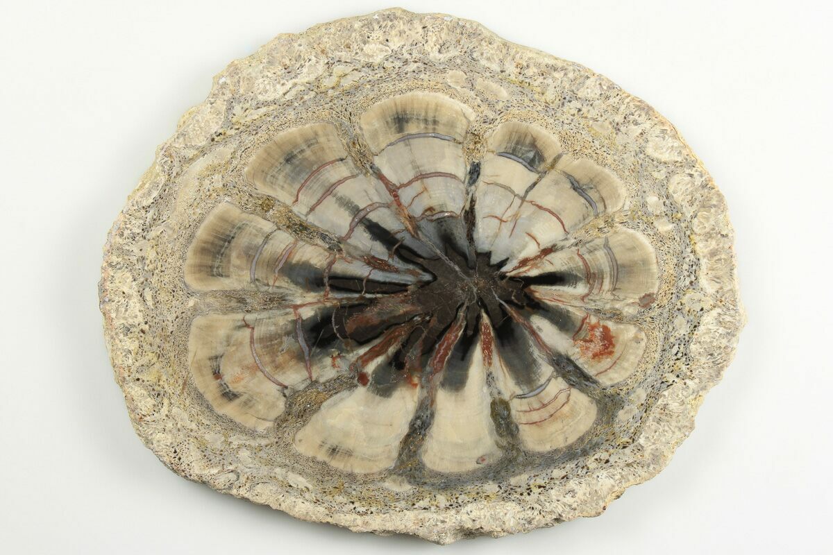 5.1" Petrified Wood (Hermanophyton) Round - Colorado (#203138) For Sale ...