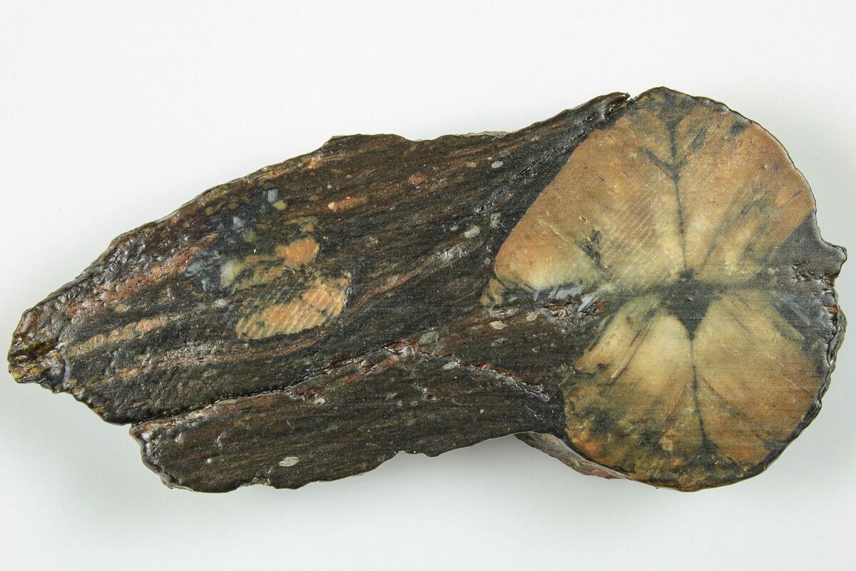 1.3" Polished Chiastolite Andalusite - Spain (#195386) For Sale ...
