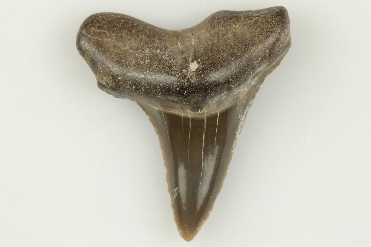 .7" Fossil Shark (Cretodus) Tooth - Carlile Shale, Kansas (#203281) For ...