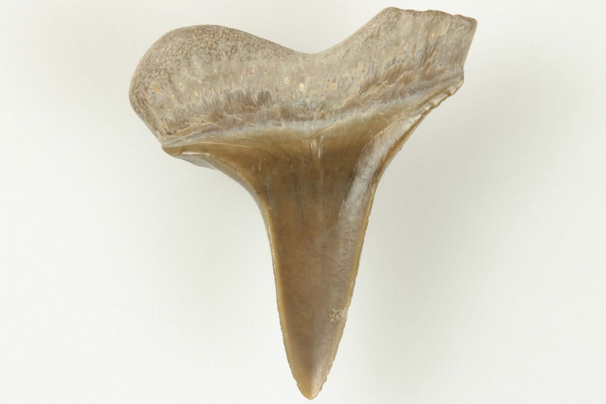 .85" Fossil Shark (Cretodus) Tooth - Carlile Shale, Kansas (#203292 ...