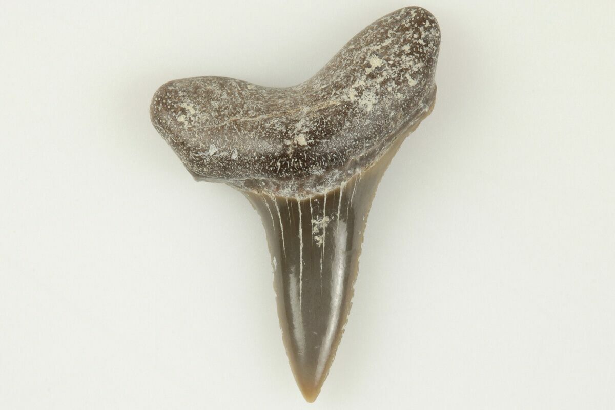 .77" Fossil Shark (Cretodus) Tooth - Carlile Shale, Kansas (#203301 ...