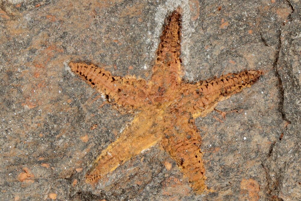 1.6" Ordovician Starfish (Petraster?) Fossil - Morocco (#203537) For ...