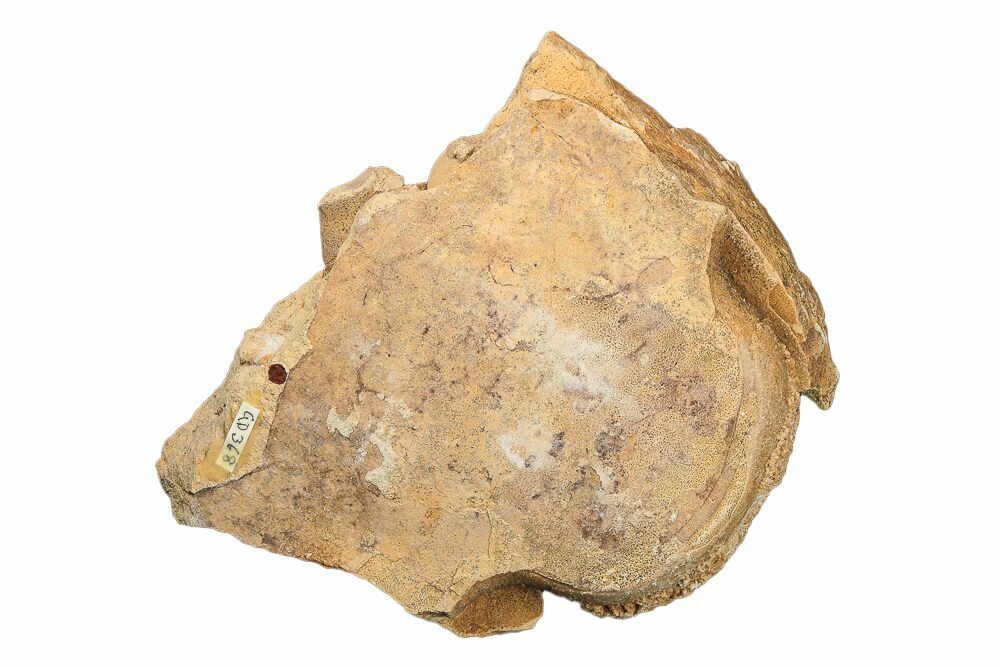 4.2" Ordovician Cephalopod (Gonioceras) Section - Wisconsin (#203656 ...