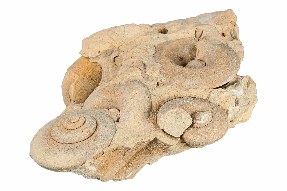 1.1" Ordovician Gastropod (Liospira) Fossil - Wisconsin (#203671) For ...