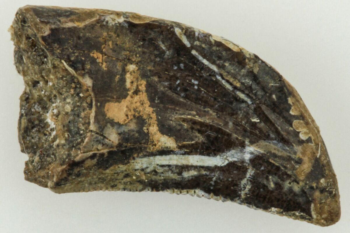 Serrated, .61" Tyrannosaur (Nanotyrannus?) Tooth - Montana (#204204 ...