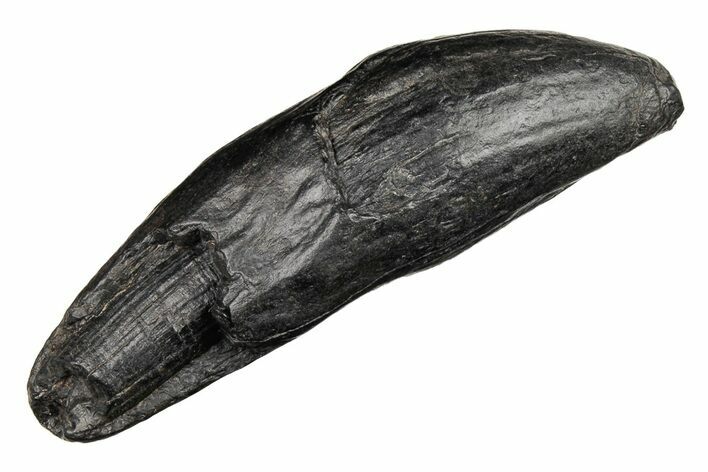 Huge, 6.7" Fossil Sperm Whale (Scaldicetus) Tooth - South Carolina ...